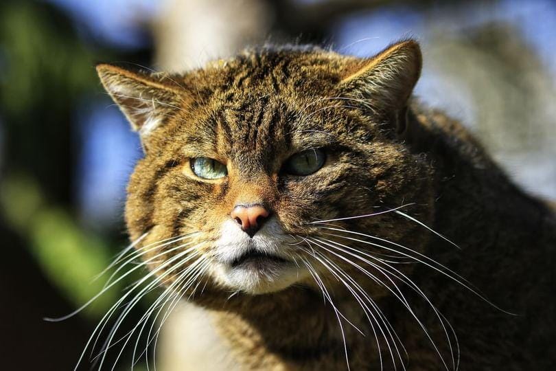 Saving Wildcats is looking for an ex-situ data volunteer | Saving Wildcats