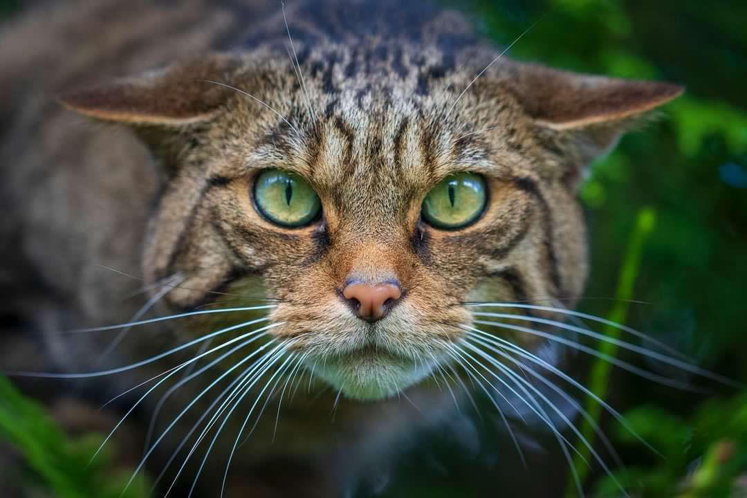 Saving Wildcats are looking for three new volunteers | Saving Wildcats