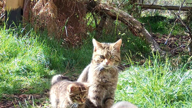 Hugely successful first breeding season at Saving Wildcats conservation ...