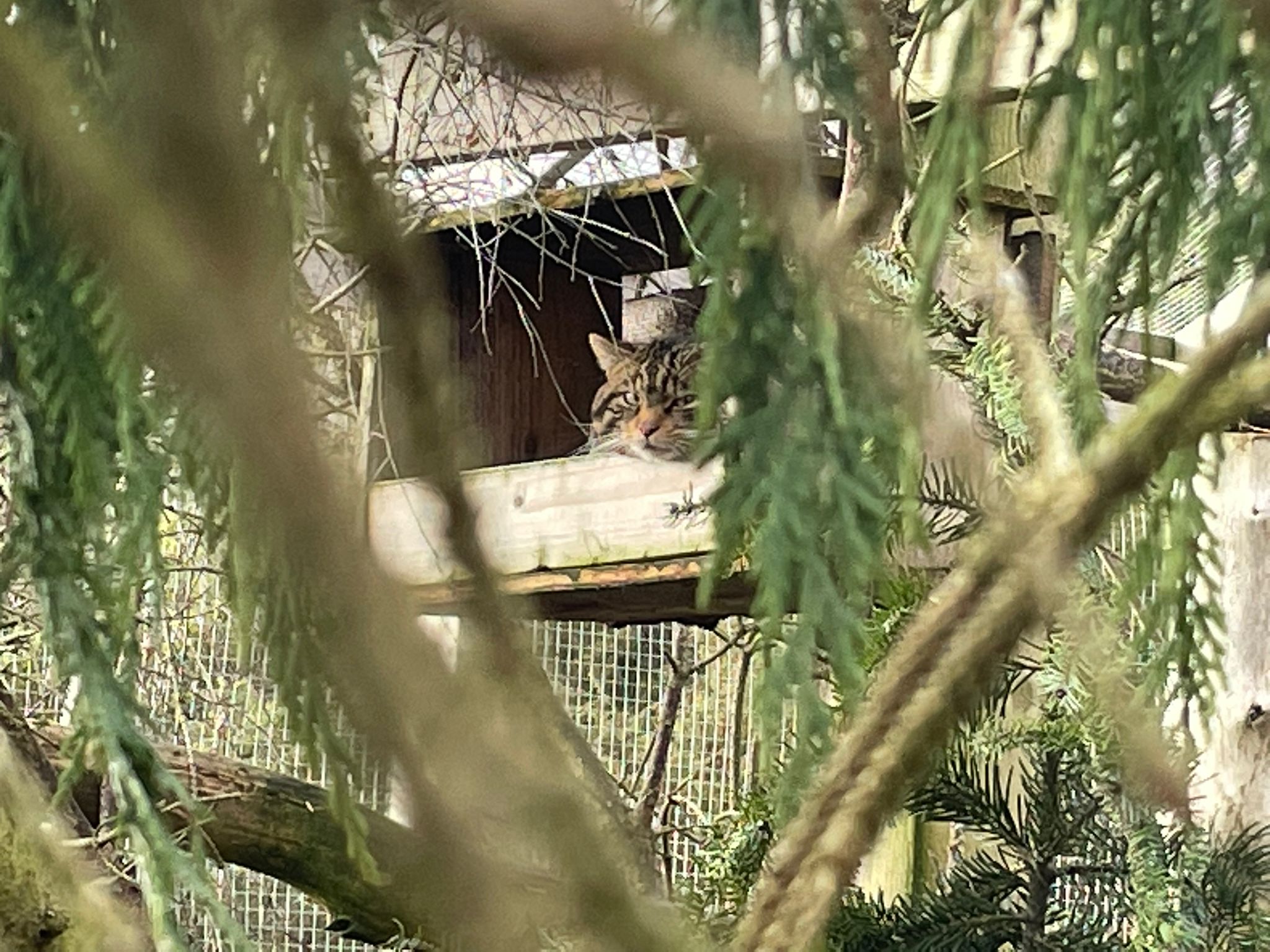 An insight into ex-situ conservation management for the Saving Wildcats ...