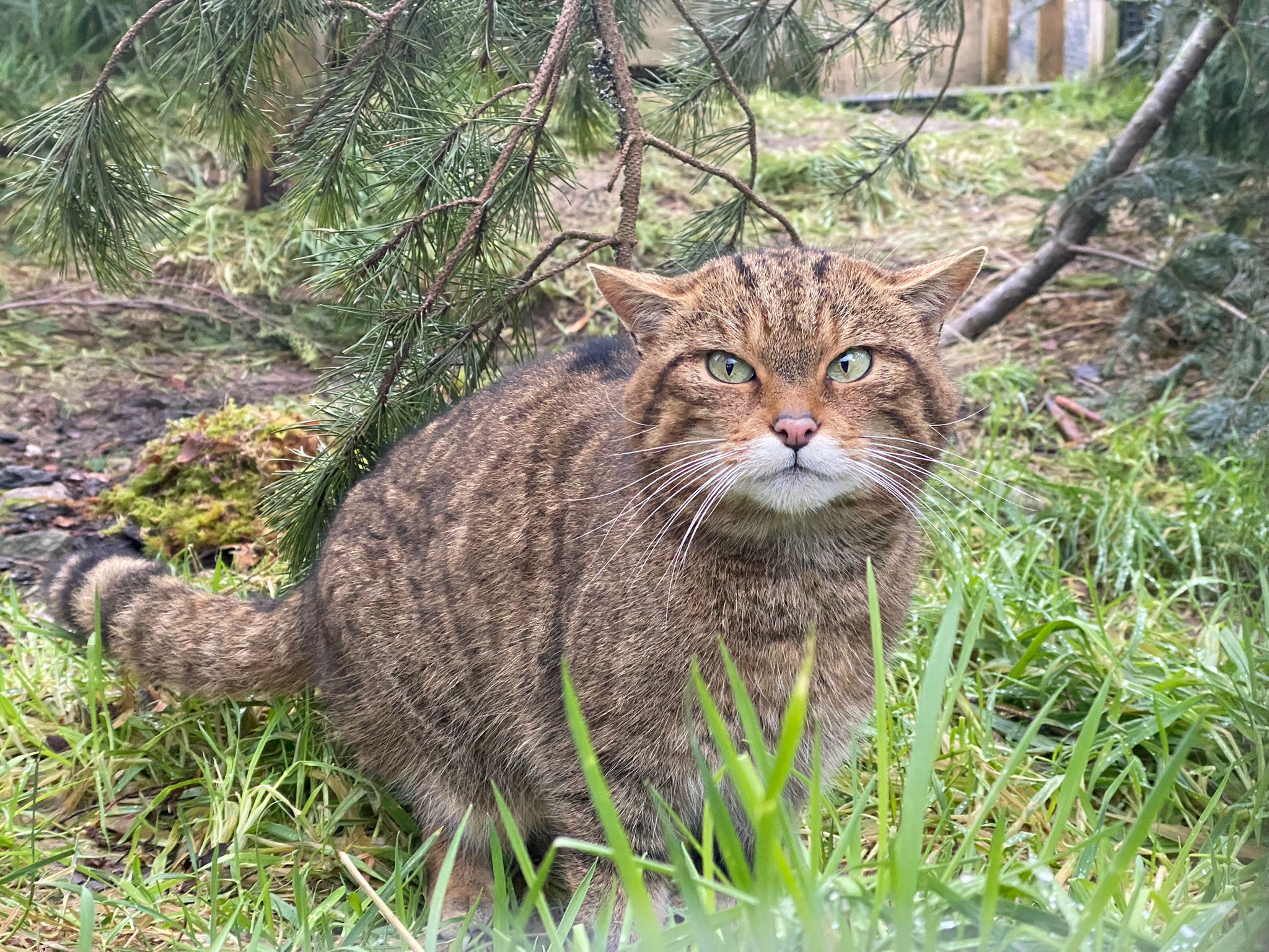 Saving Wildcats is looking for an ex-situ data volunteer | Saving Wildcats
