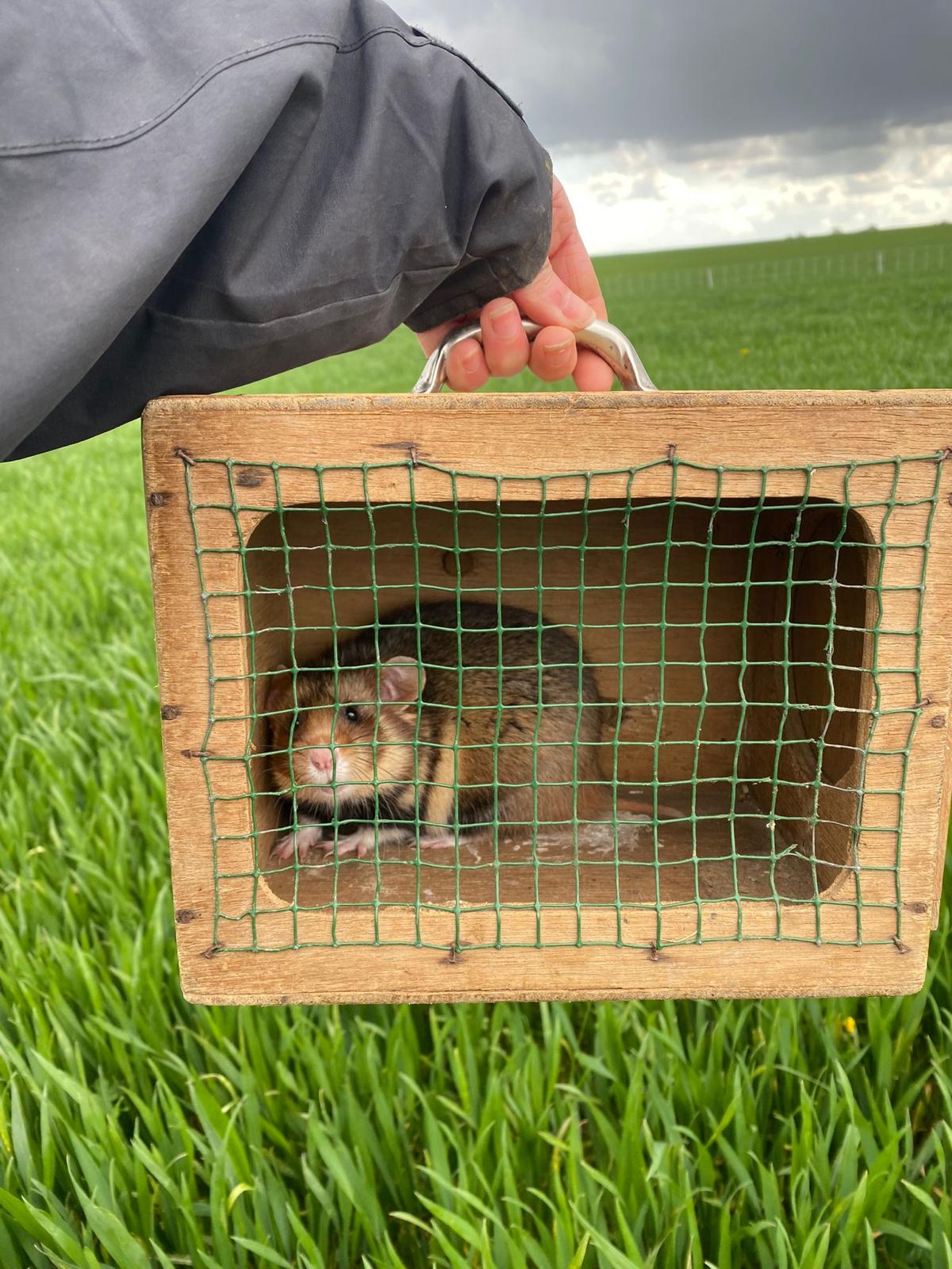 Sharing knowledge to save a species | Saving Wildcats